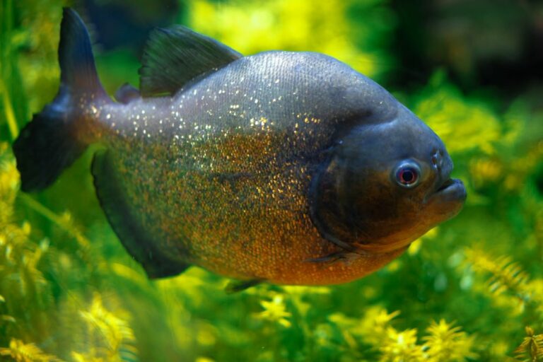 Quel est le poisson le plus moche du monde